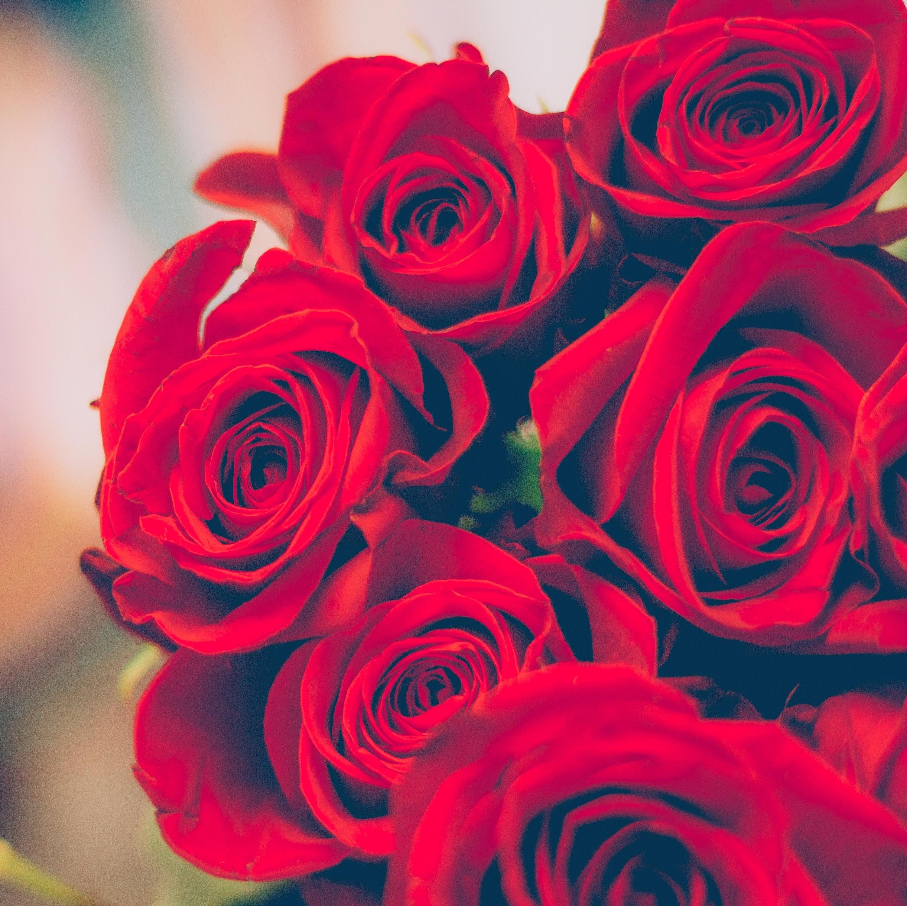 Roses Meaning and Symbolism