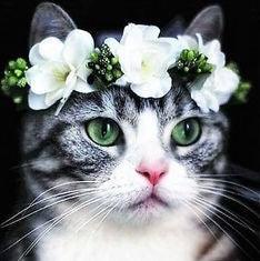 Pet Friendly Flowers | Pet Safe Flowers – Flowers Express Co